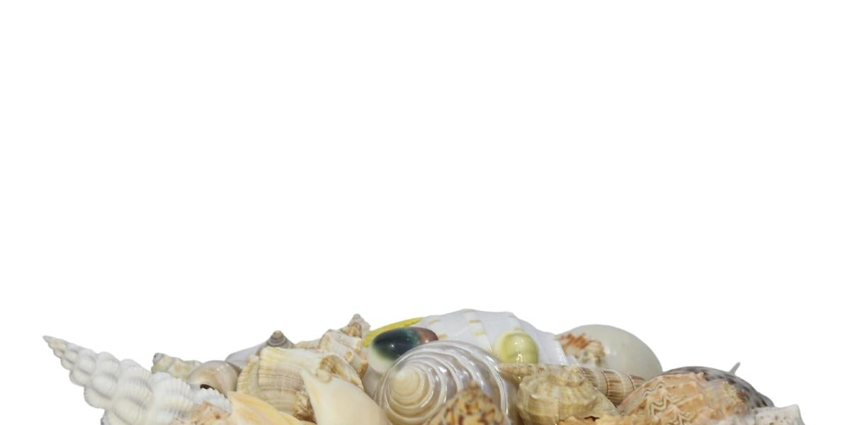 Decorative Mixed Sea Shell Stand Craft-Maya Bazaar – Mayabazaar
